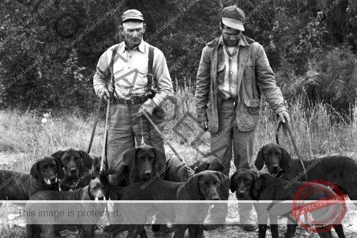 Historia de Plott Hound: detrás de la raza - Lascositasdelayaya